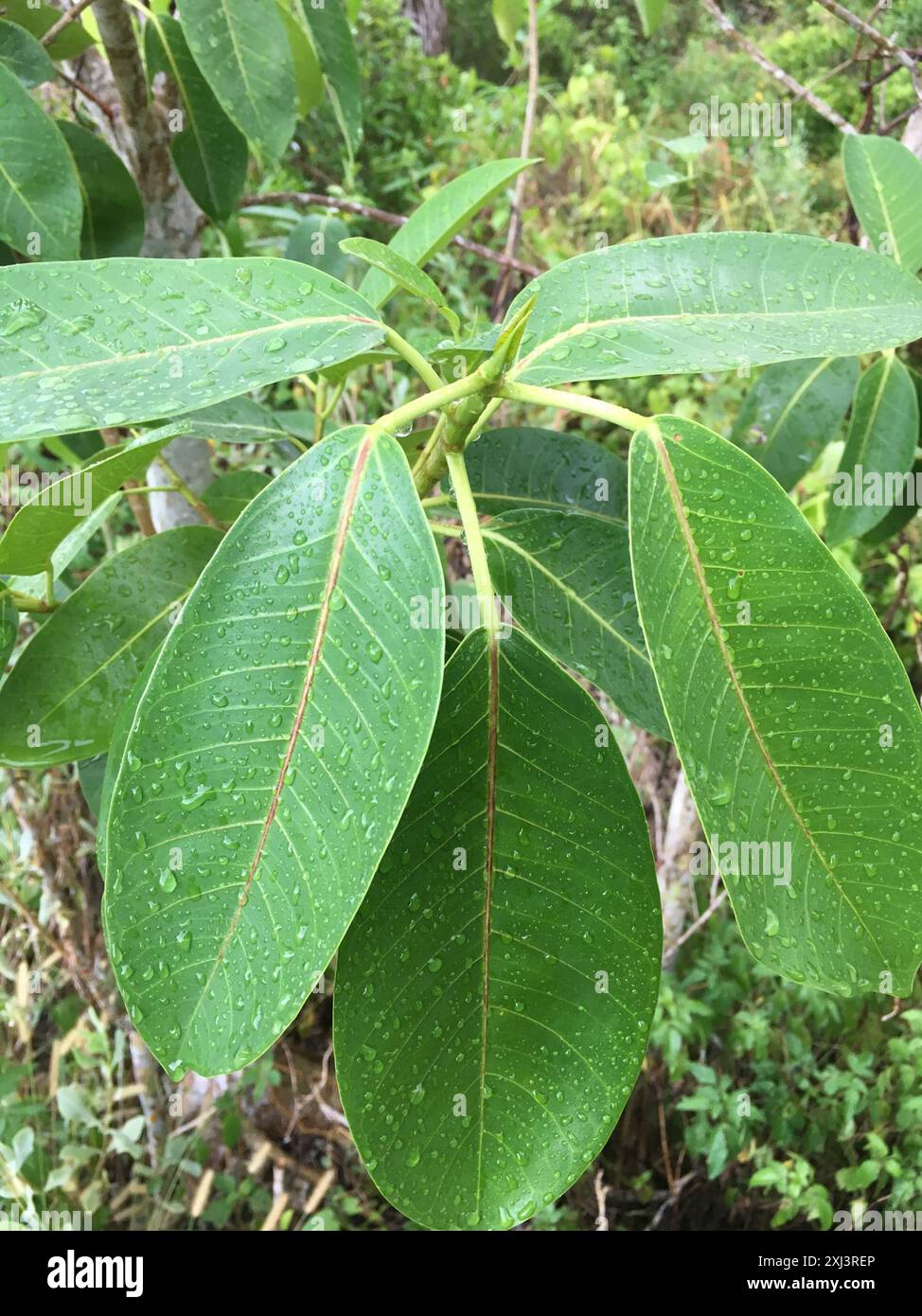 Florida Strangler Fig (Ficus aurea) Plantae Stock Photo - Alamy