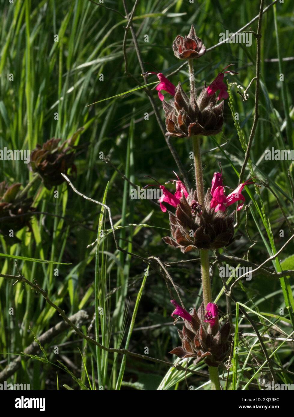 Hummingbird Sage (Salvia spathacea) Plantae Stock Photo - Alamy