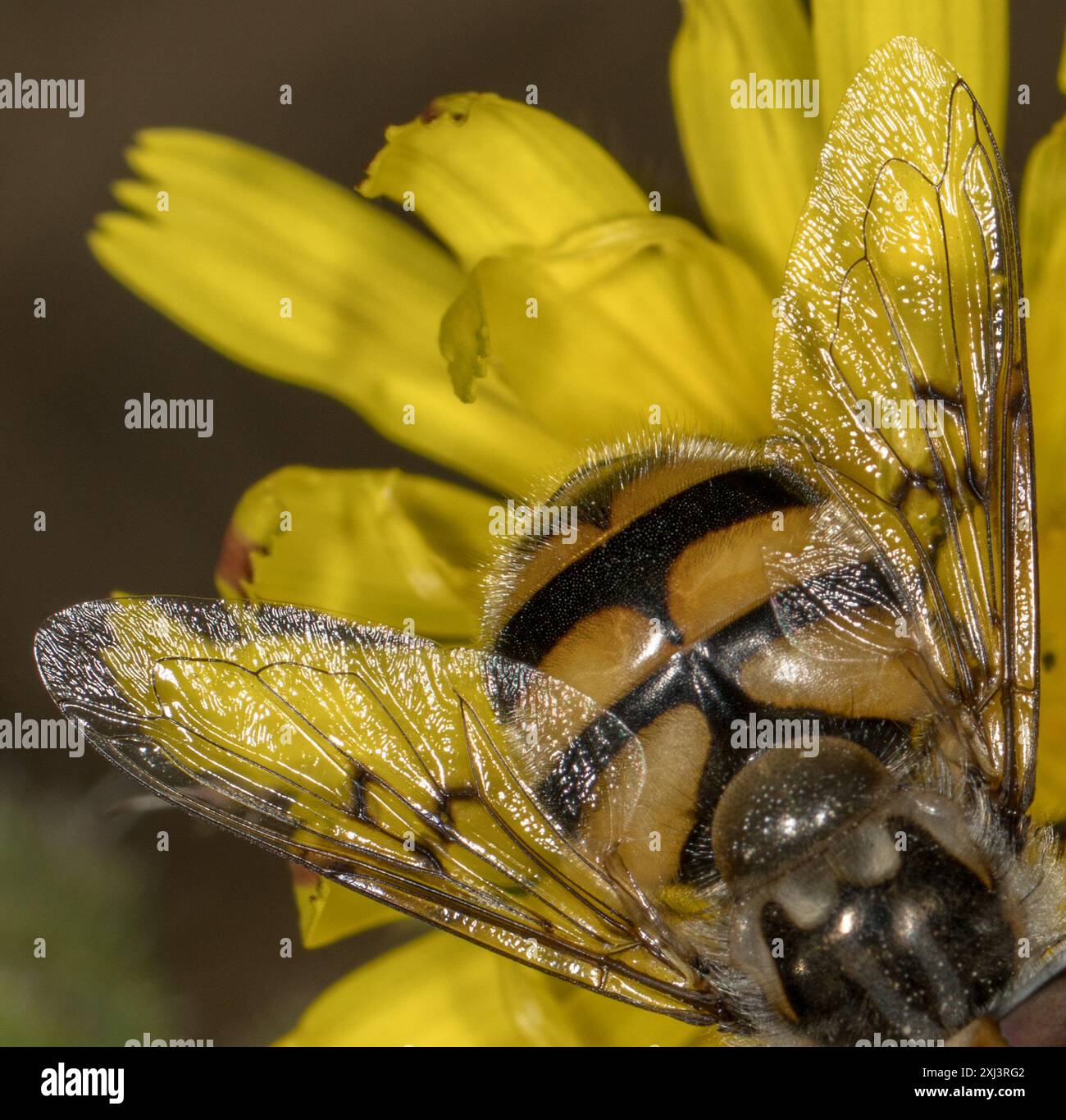 Yellow-spotted Bromeliad Fly (Copestylum avidum) Insecta Stock Photo ...