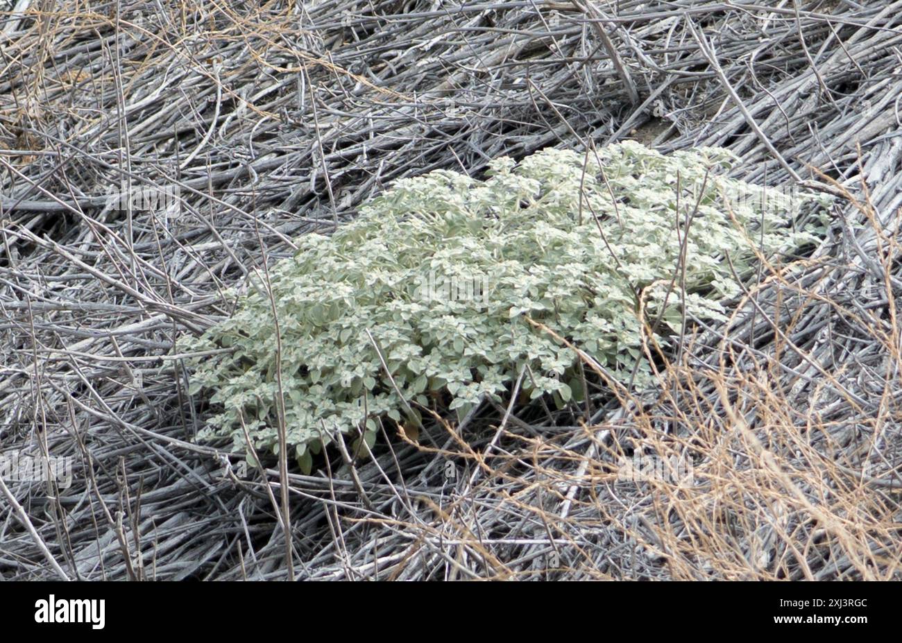 turkey mullein (Croton setiger) Plantae Stock Photo - Alamy