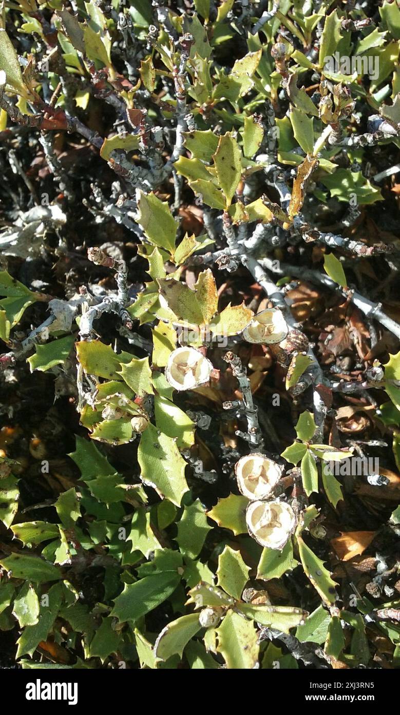 mahala mat (Ceanothus prostratus prostratus) Plantae Stock Photo - Alamy