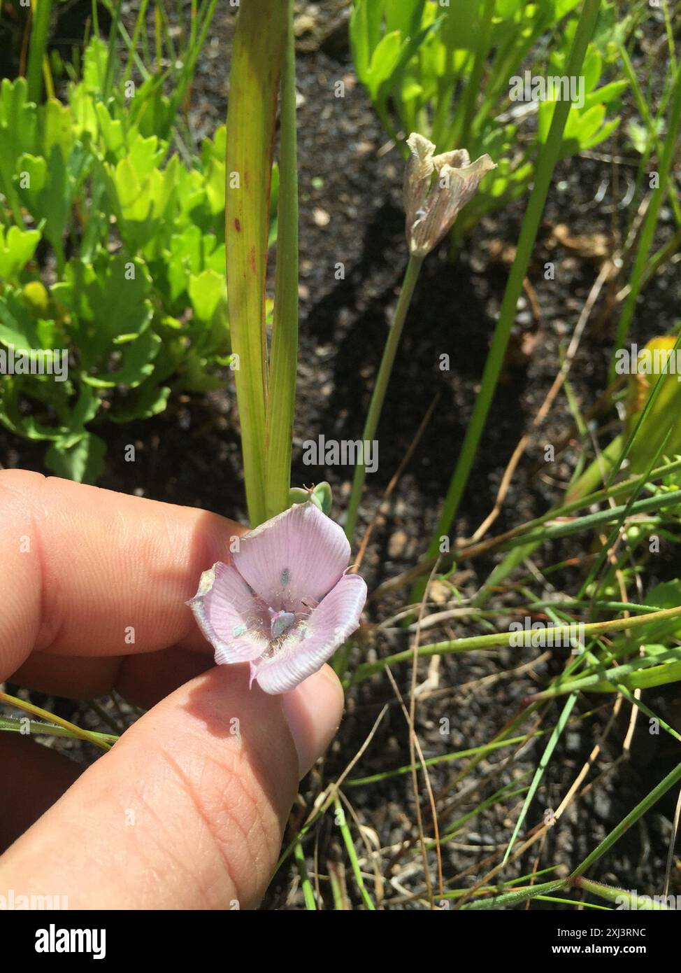 Pink star-tulip (Calochortus uniflorus) Plantae Stock Photo - Alamy