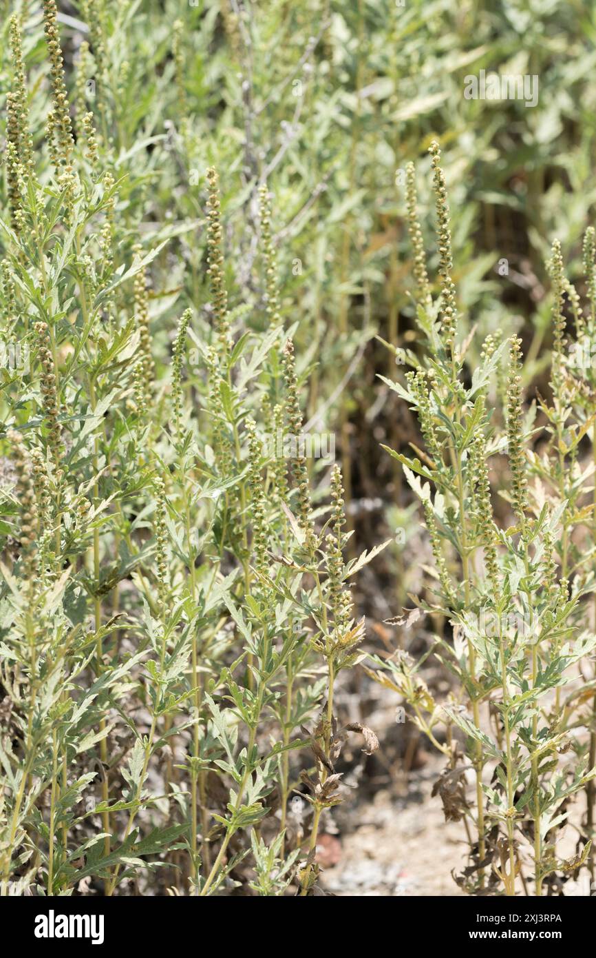 western ragweed (Ambrosia psilostachya) Plantae Stock Photo - Alamy