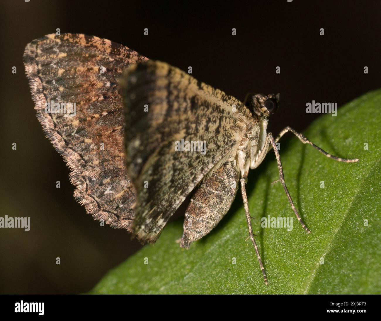Somber Carpet Moth (Disclisioprocta stellata) Insecta Stock Photo - Alamy