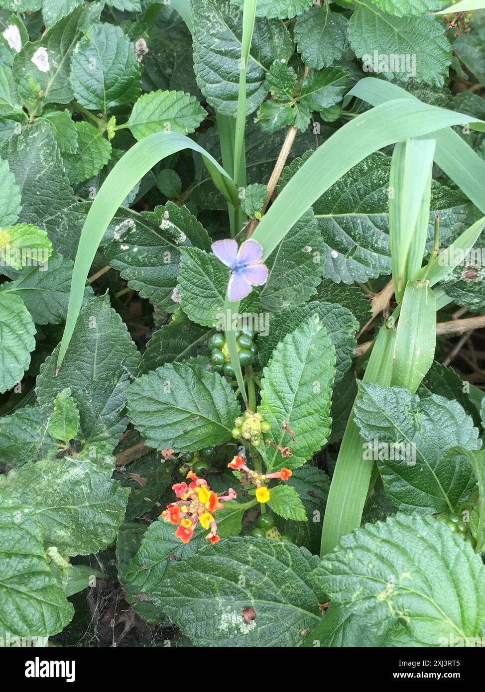 Ceraunus Blue (Hemiargus ceraunus) Insecta Stock Photo - Alamy