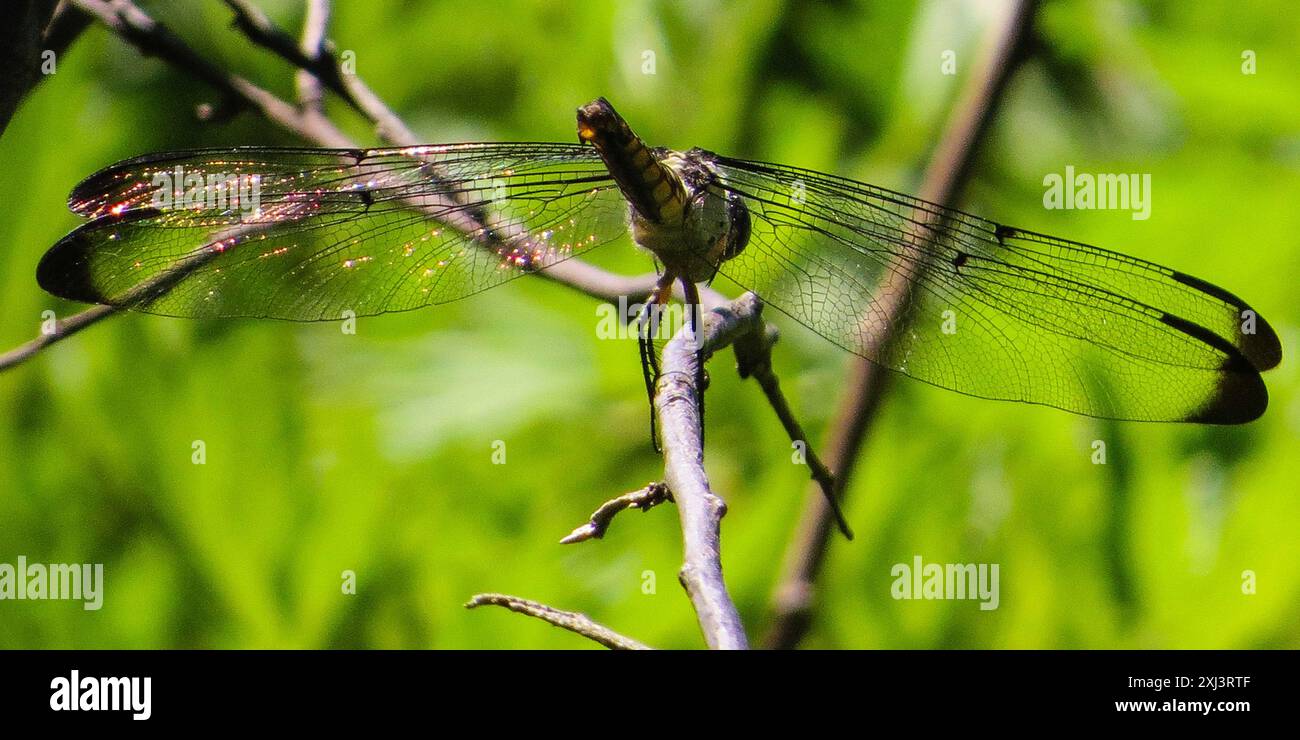 Great Blue Skimmer (Libellula vibrans) Insecta Stock Photo - Alamy
