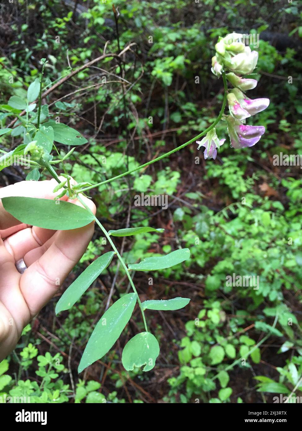 Pacific pea (Lathyrus vestitus) Plantae Stock Photo - Alamy
