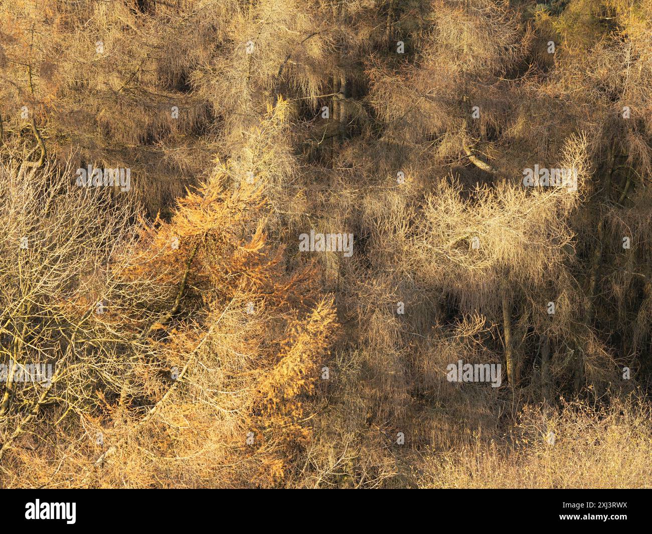 South Shropshire landscapes and woodland viewed from Hopesay Common ...