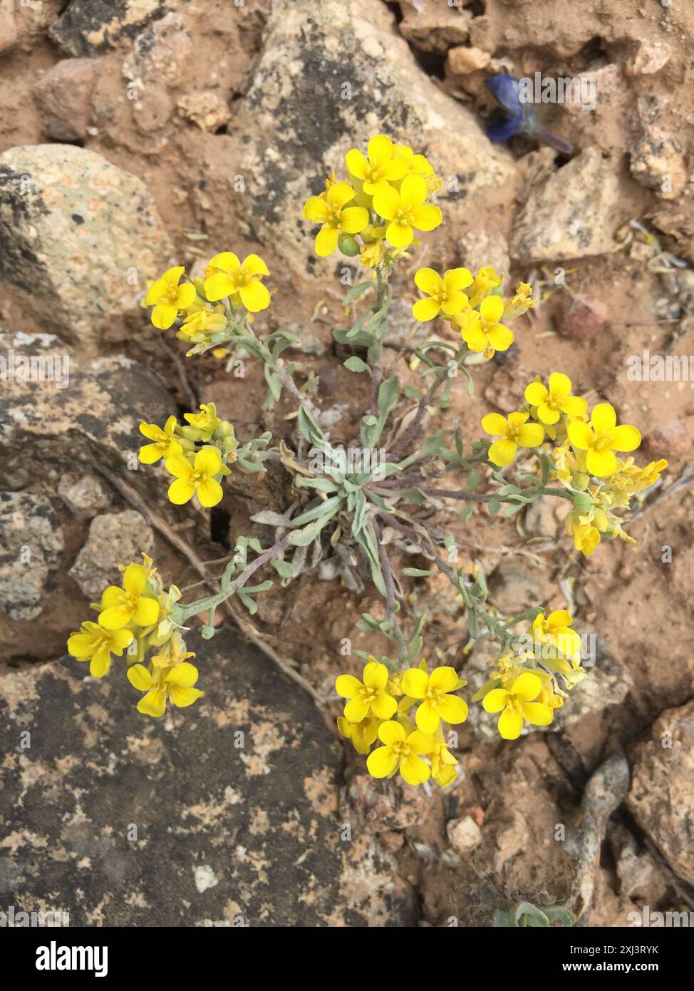 bladderpods (Physaria) Plantae Stock Photo - Alamy
