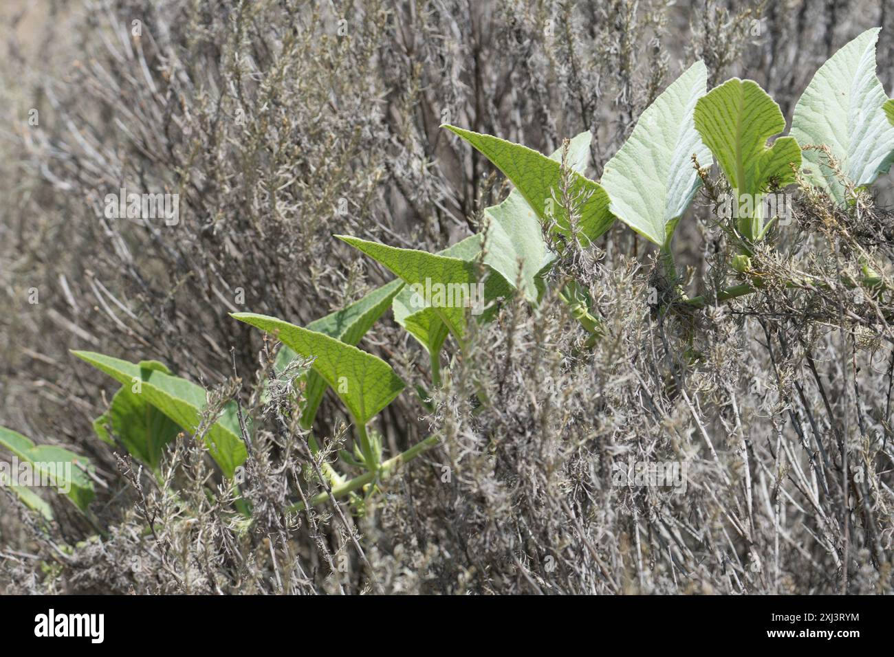 Buffalo Gourd (Cucurbita foetidissima) Plantae Stock Photo - Alamy