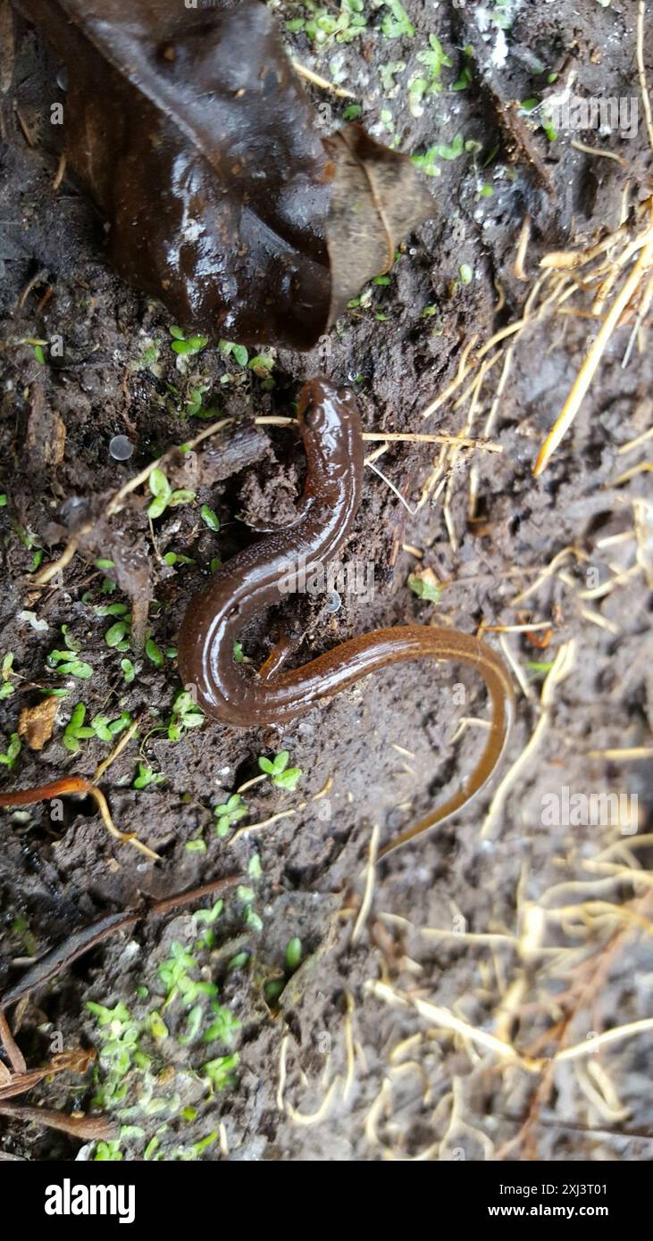 Many-ribbed Salamander (Eurycea multiplicata) Amphibia Stock Photo - Alamy