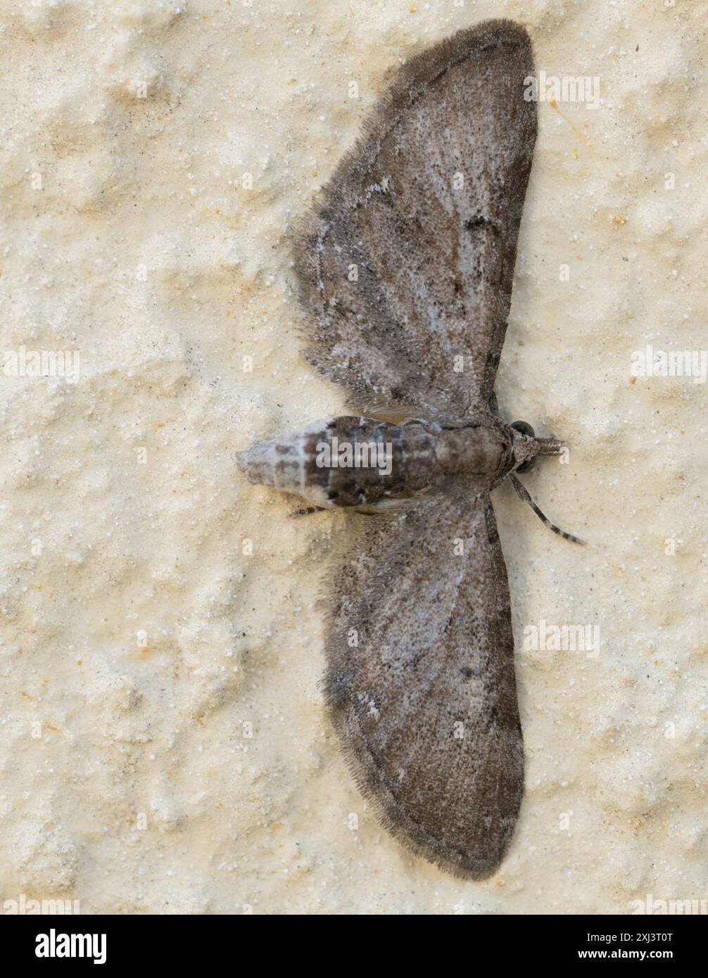 Geometer Moths (Geometridae) Insecta Stock Photo - Alamy