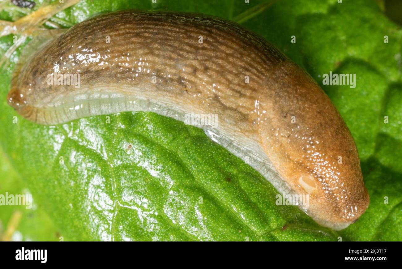 Western Dusky Slug (Arion subfuscus) Mollusca Stock Photo - Alamy