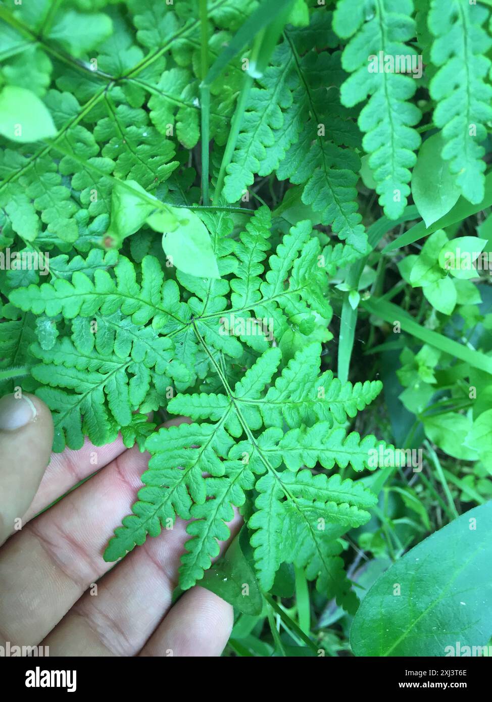 goldback fern (Pentagramma triangularis) Plantae Stock Photo - Alamy