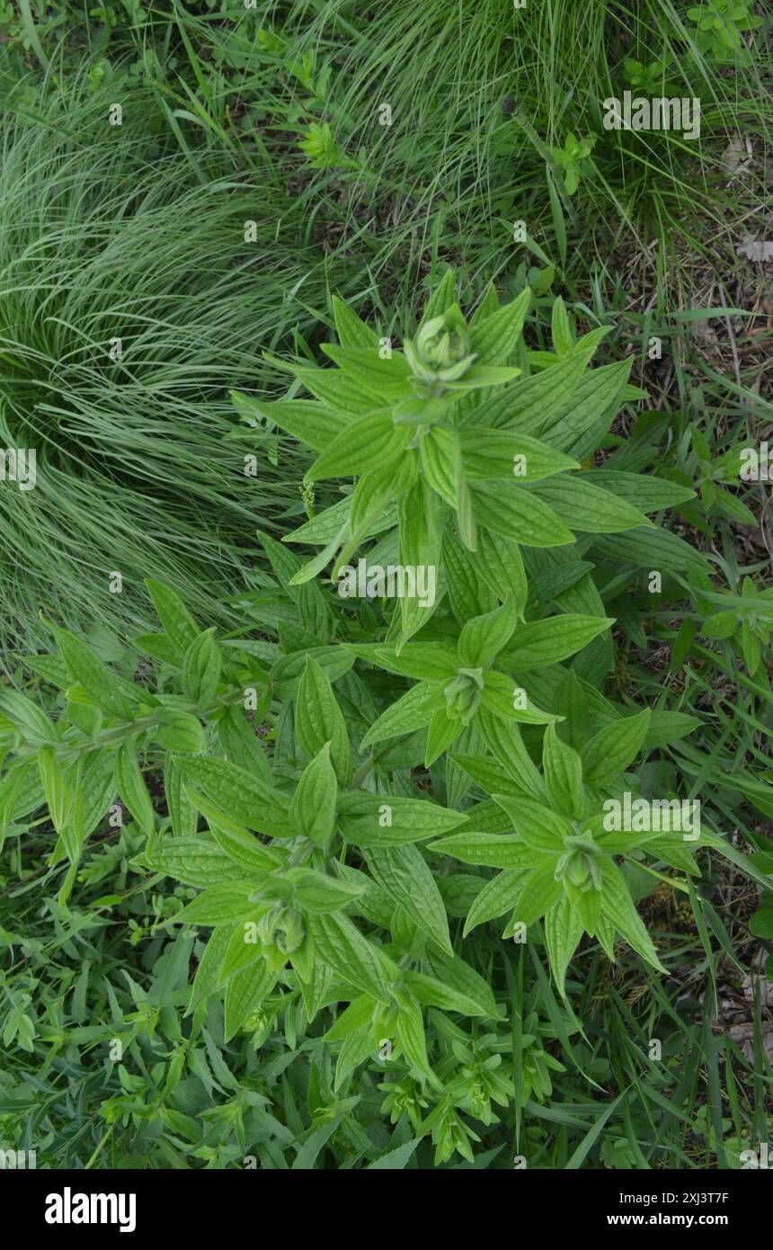 False gromwell hi-res stock photography and images - Alamy