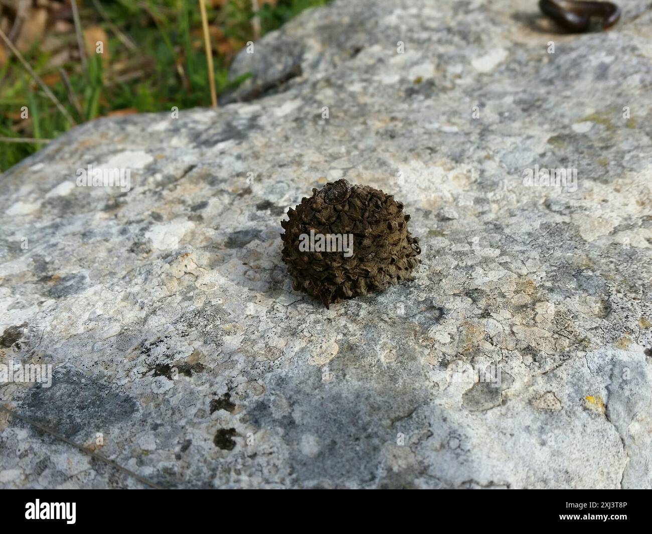 Macedonian Oak (Quercus trojana) Plantae Stock Photo - Alamy
