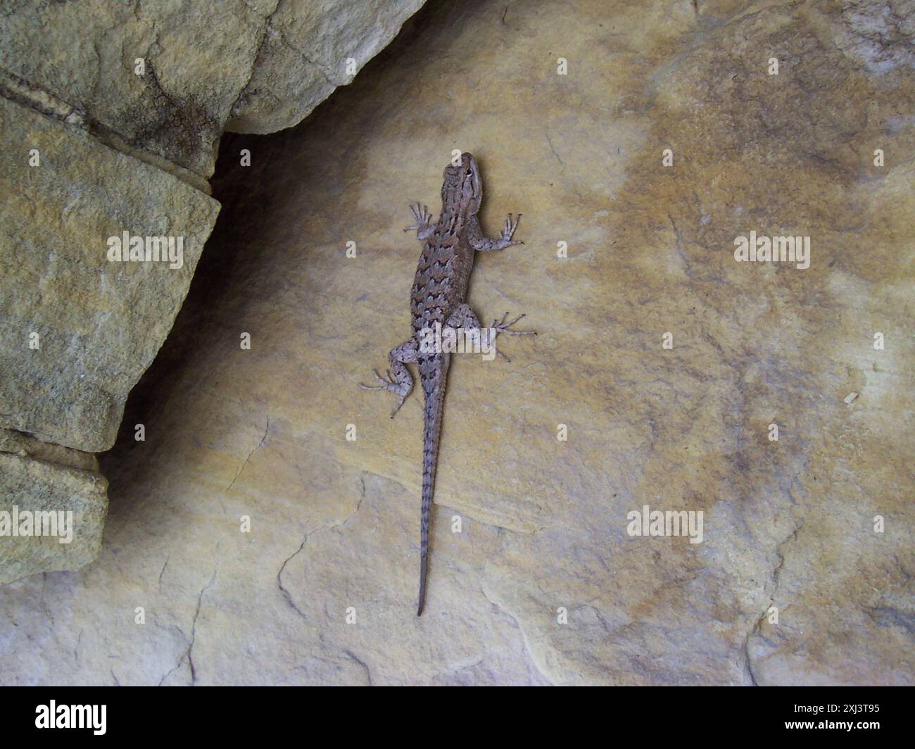 Plateau Fence Lizard (Sceloporus tristichus) Reptilia Stock Photo - Alamy