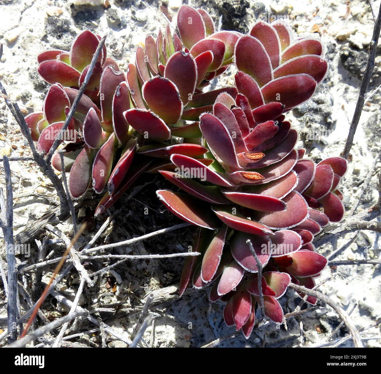 Stonecrops (Crassula) Plantae Stock Photo - Alamy