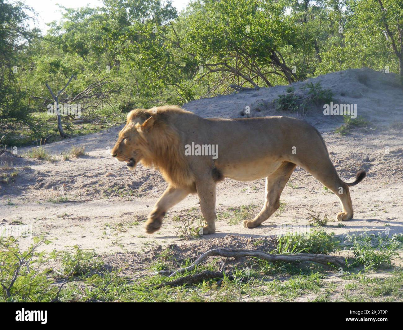 Southern Lion (Panthera leo melanochaita) Mammalia Stock Photo - Alamy