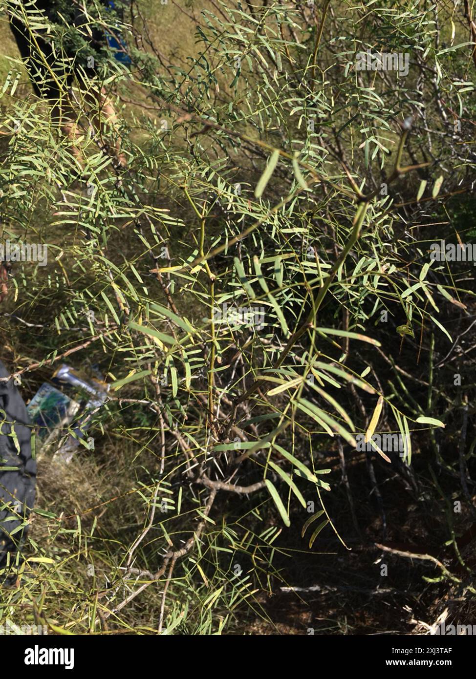 Neltuma glandulosa hi-res stock photography and images - Alamy