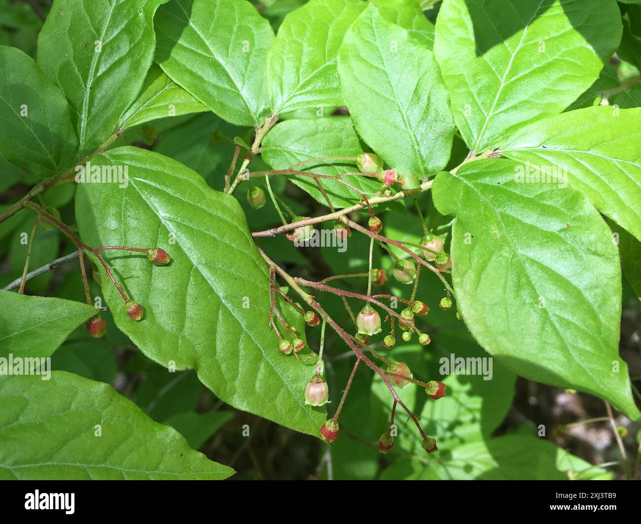 bear huckleberry (Gaylussacia ursina) Plantae Stock Photo - Alamy