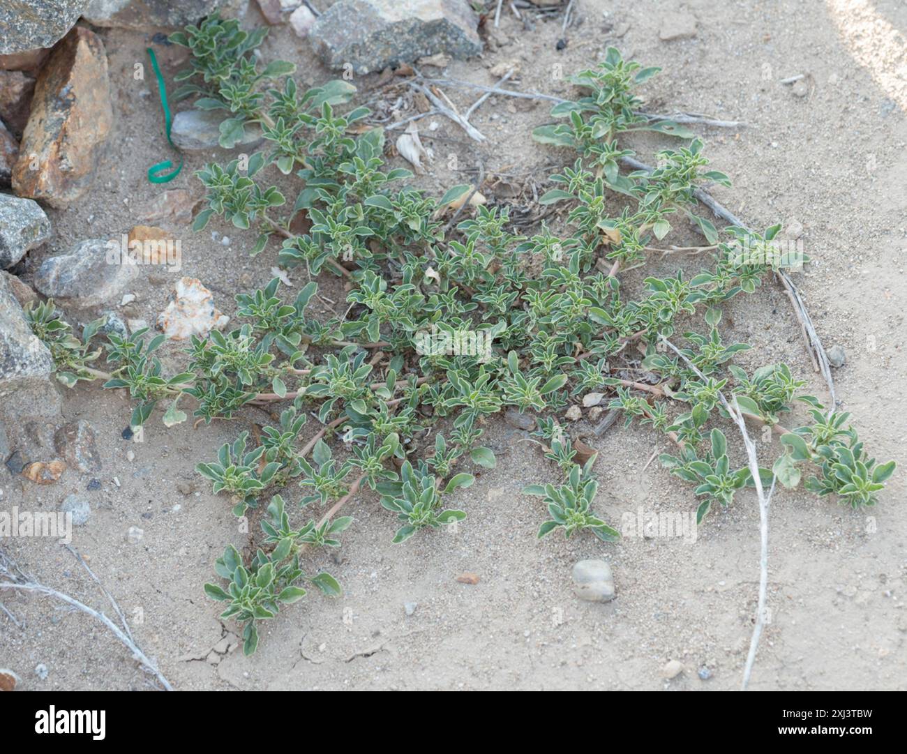 Prostrate pigweed hi-res stock photography and images - Alamy