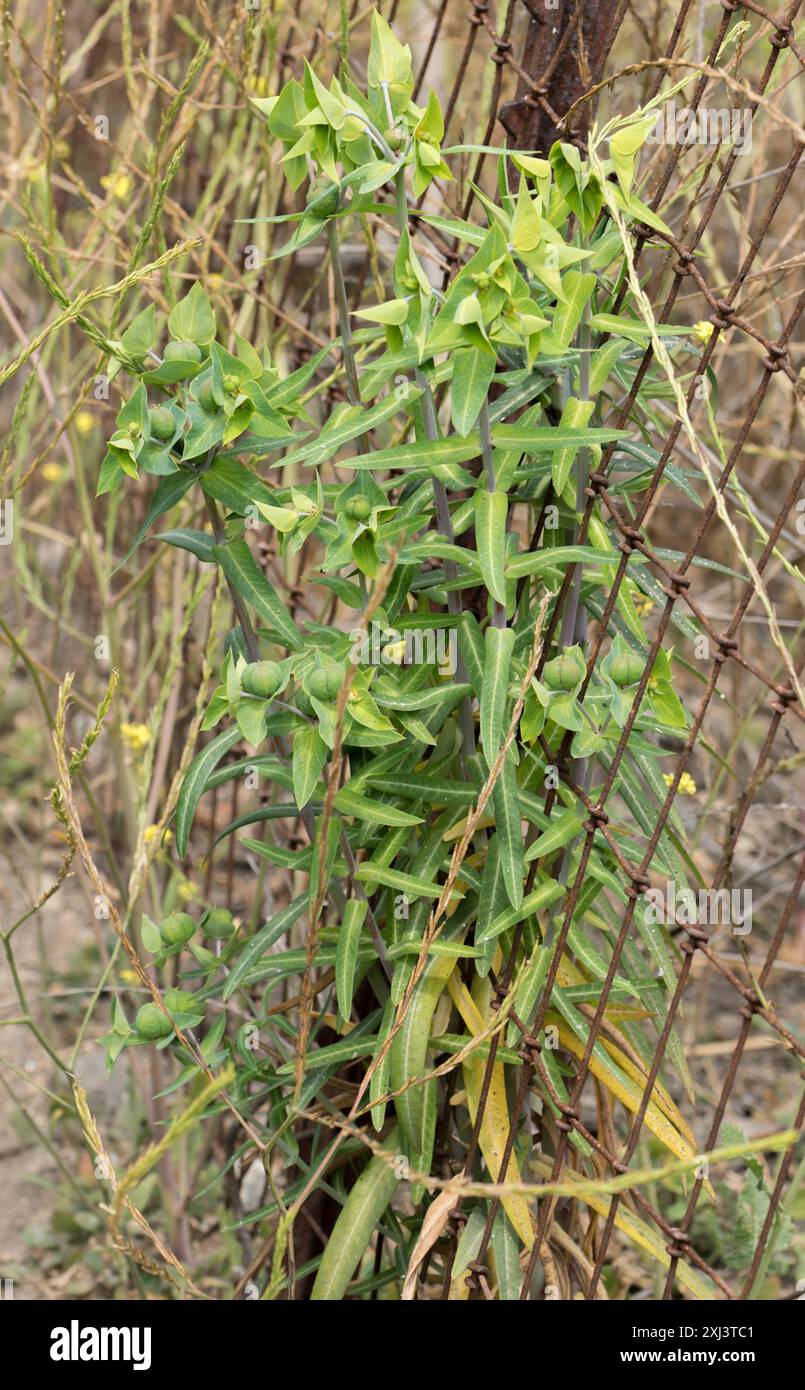 caper spurge (Euphorbia lathyris) Plantae Stock Photo - Alamy
