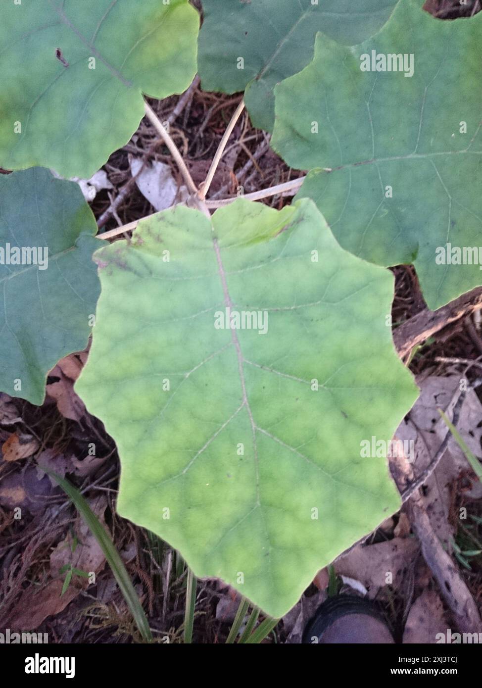 Rangiora (Brachyglottis repanda) Plantae Stock Photo - Alamy