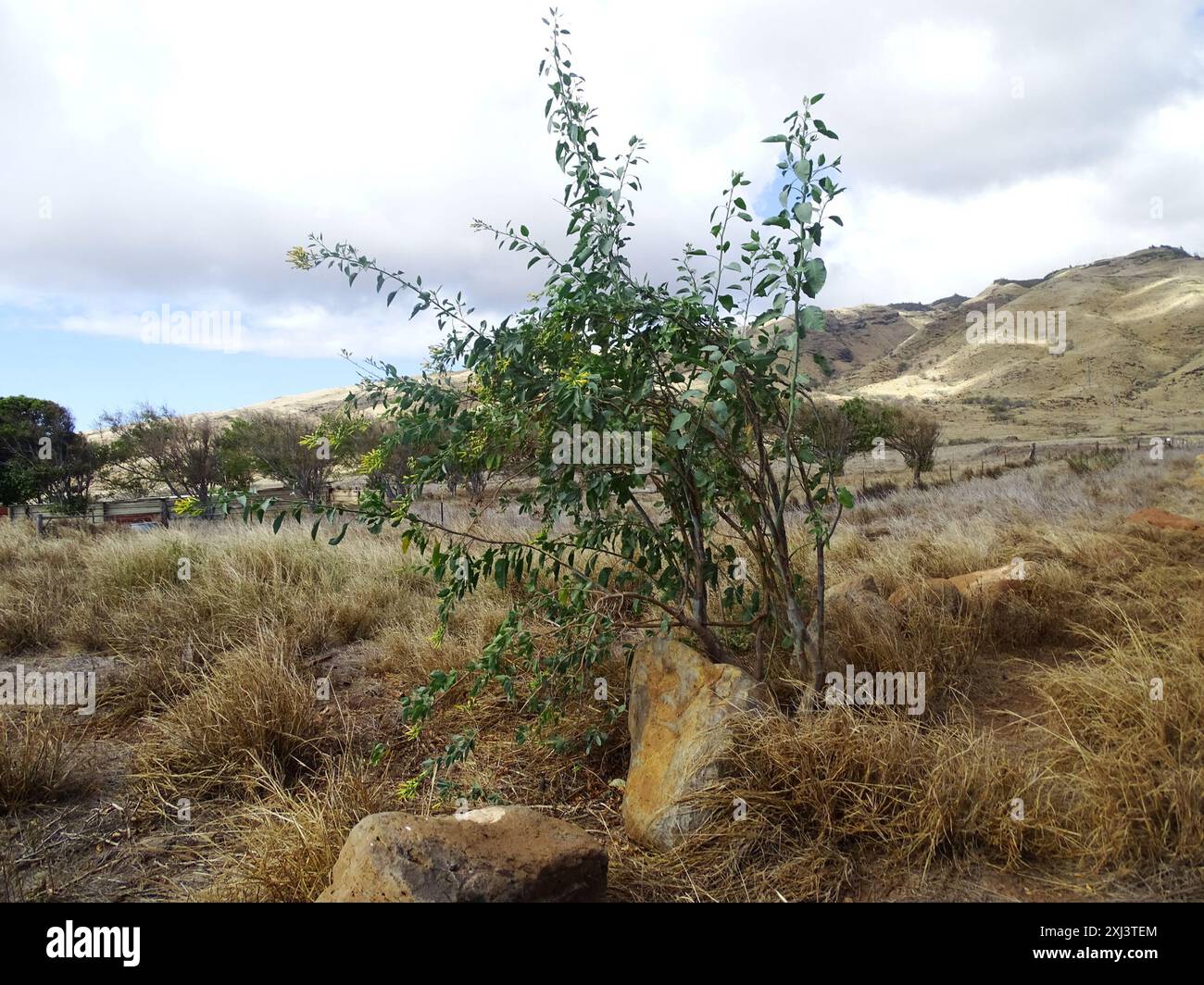 tree tobacco (Nicotiana glauca) Plantae Stock Photo - Alamy