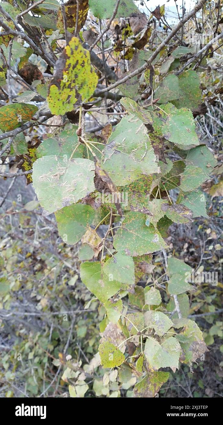 Fremont Cottonwood (Populus fremontii) Plantae Stock Photo - Alamy