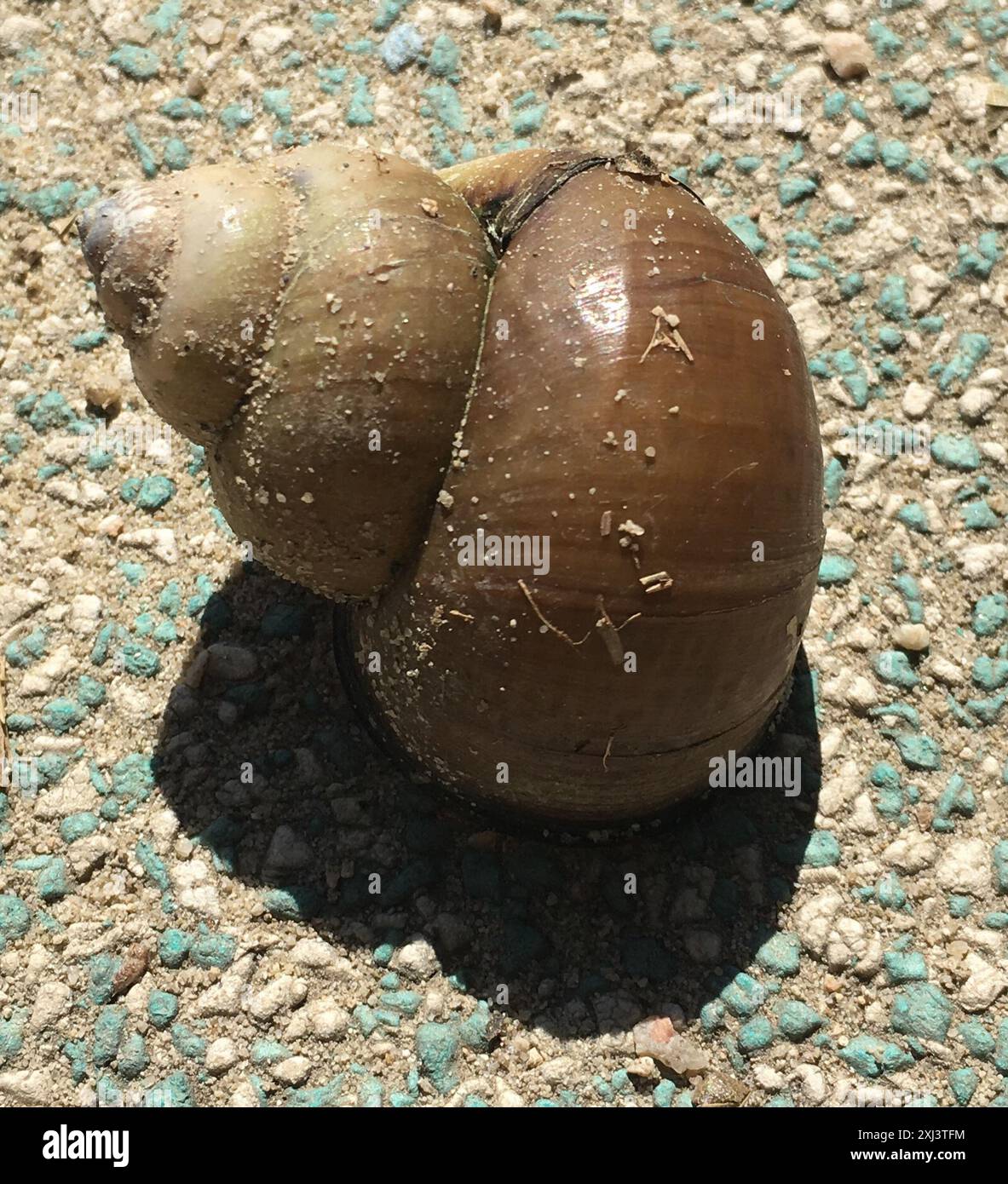 Chinese Mystery Snail (Cipangopaludina chinensis) Mollusca Stock Photo ...