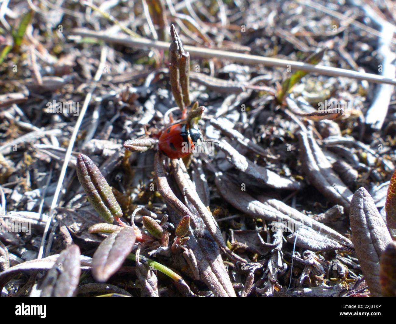 Transverse Lady Beetle (Coccinella transversoguttata) Insecta Stock ...