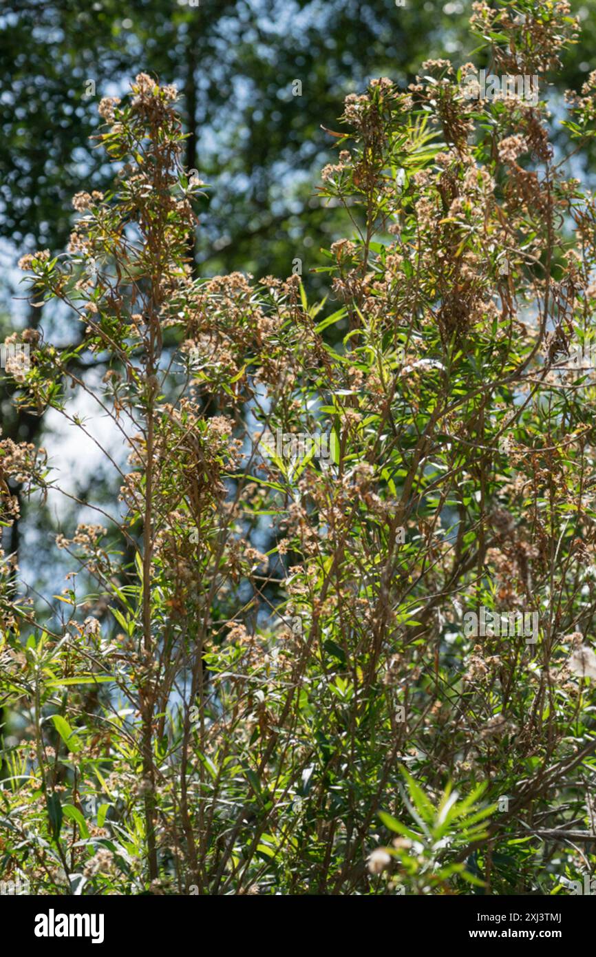 mule fat (Baccharis salicifolia) Plantae Stock Photo - Alamy