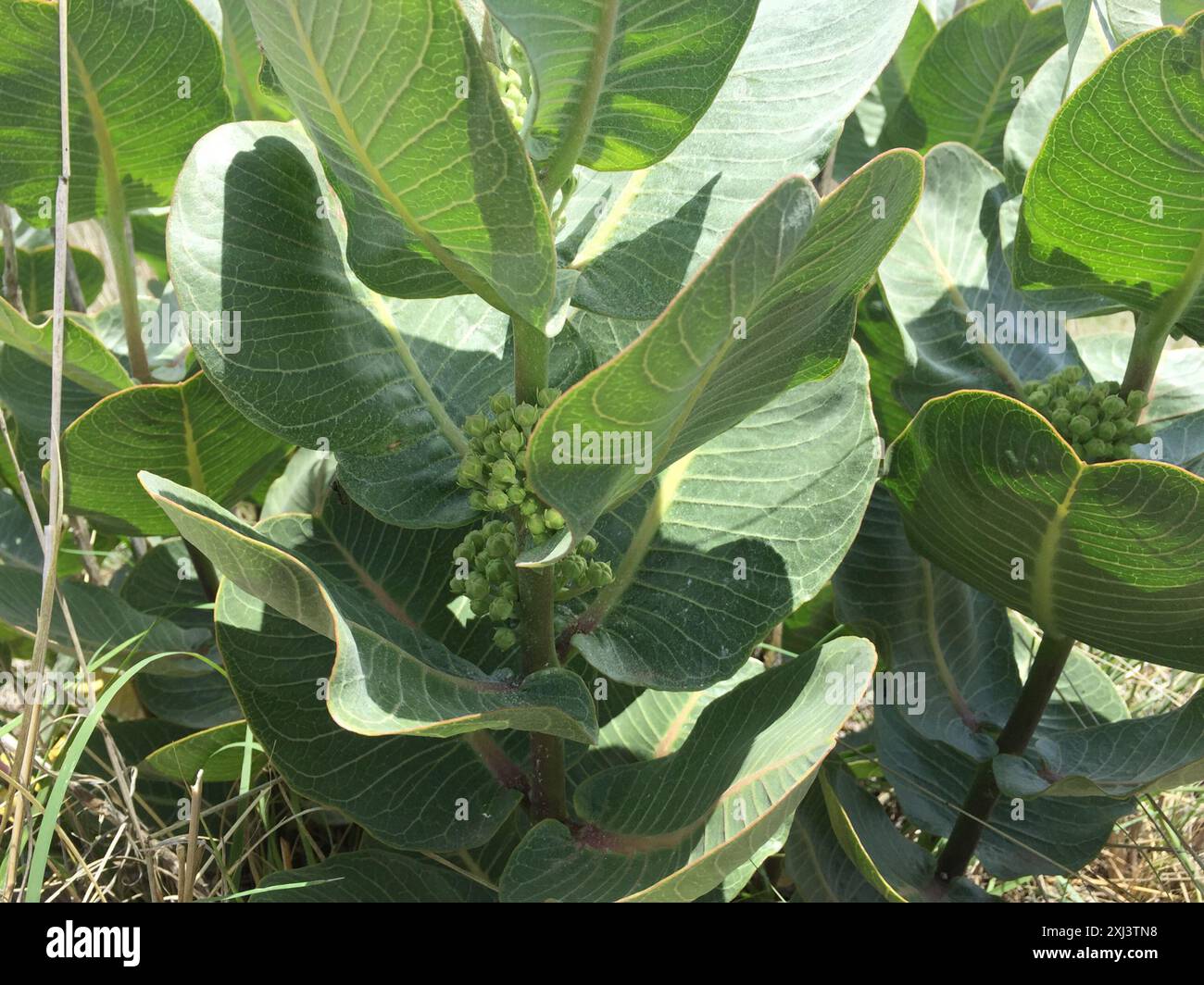 broadleaf milkweed (Asclepias latifolia) Plantae Stock Photo - Alamy