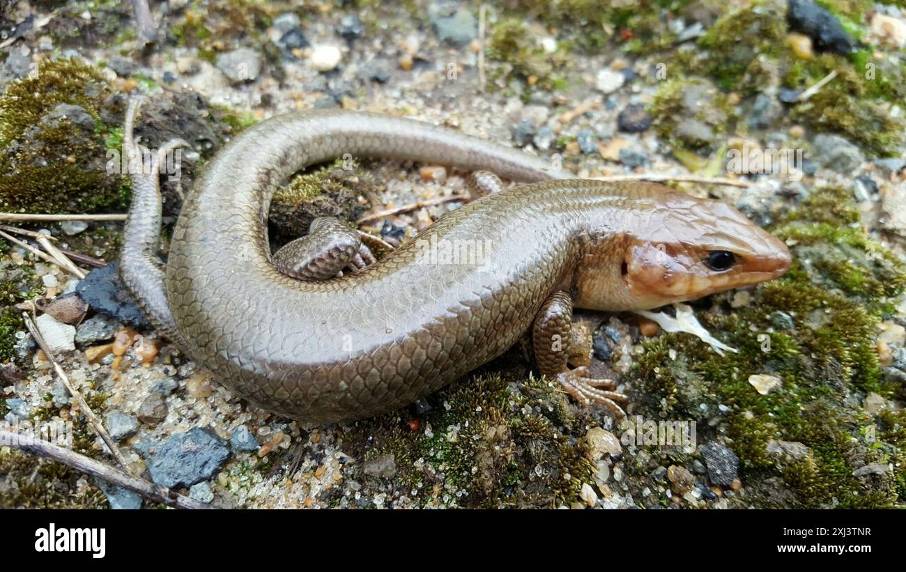 Broad-headed Skink (Plestiodon laticeps) Reptilia Stock Photo - Alamy