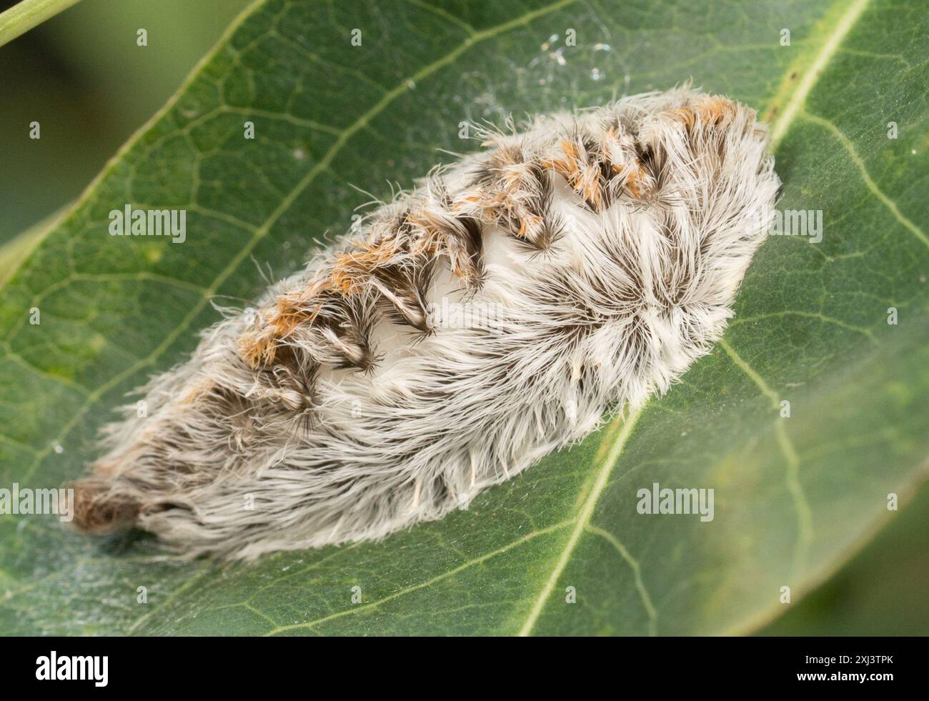 Southern Flannel Moth (Megalopyge opercularis) Insecta Stock Photo - Alamy