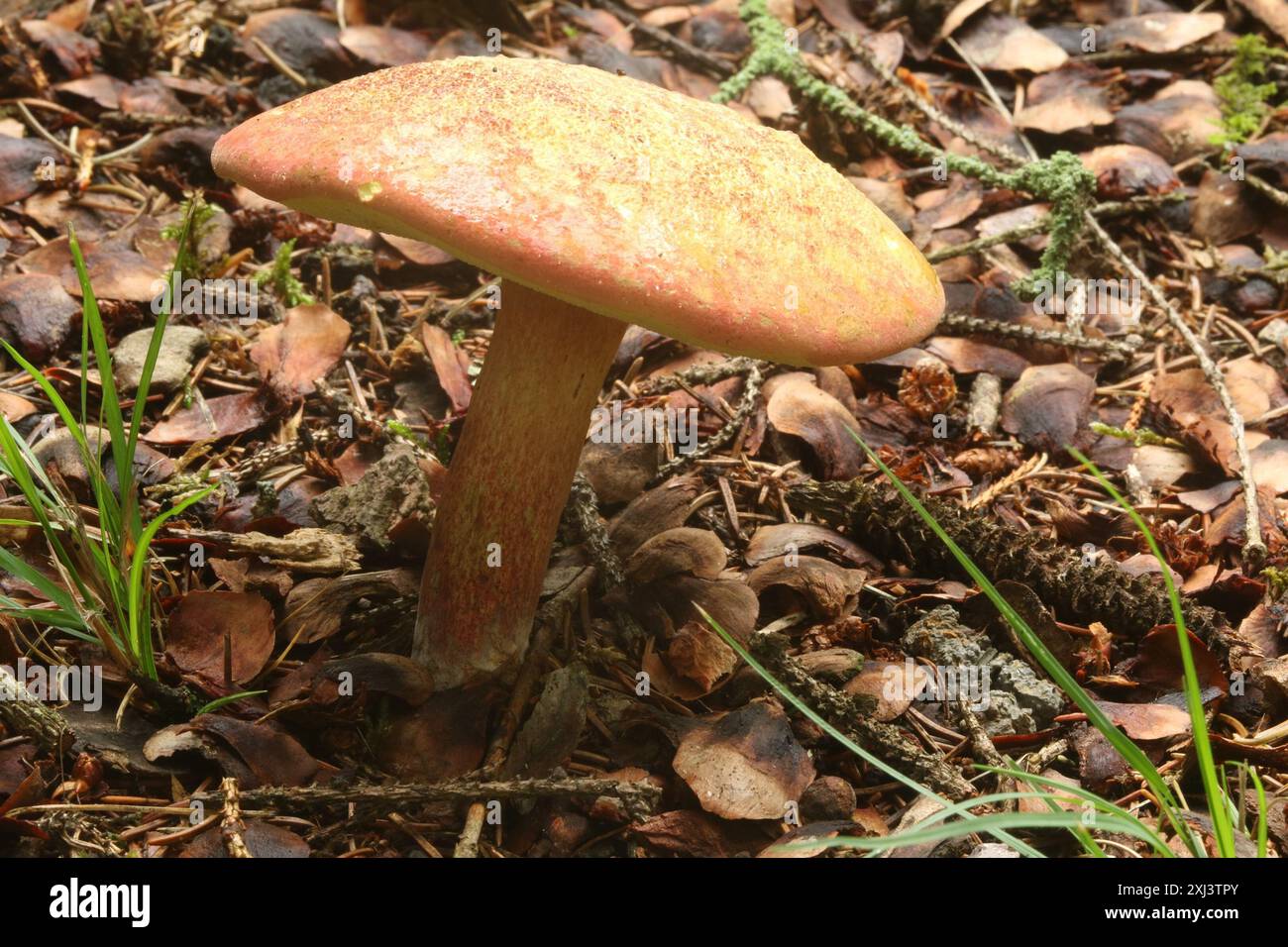 Bouillon Bolete (Lanmaoa pallidorosea) Fungi Stock Photo - Alamy