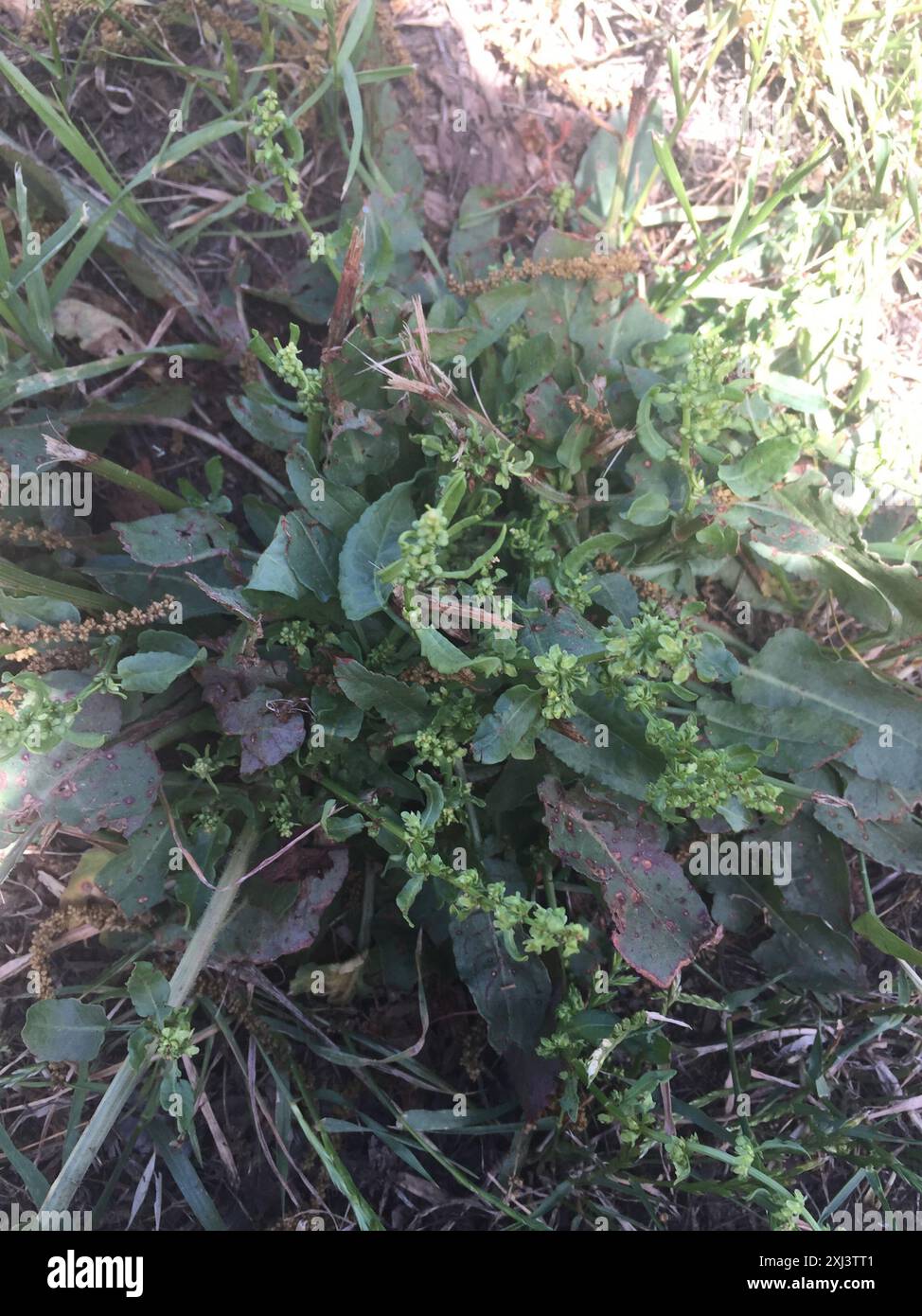 fiddle dock (Rumex pulcher) Plantae Stock Photo - Alamy
