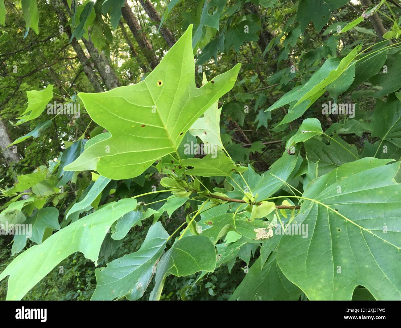 tulip tree (Liriodendron tulipifera) Plantae Stock Photo - Alamy