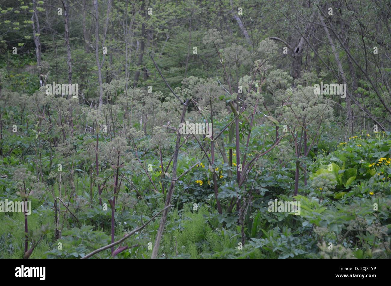 purple-stemmed angelica (Angelica atropurpurea) Plantae Stock Photo - Alamy