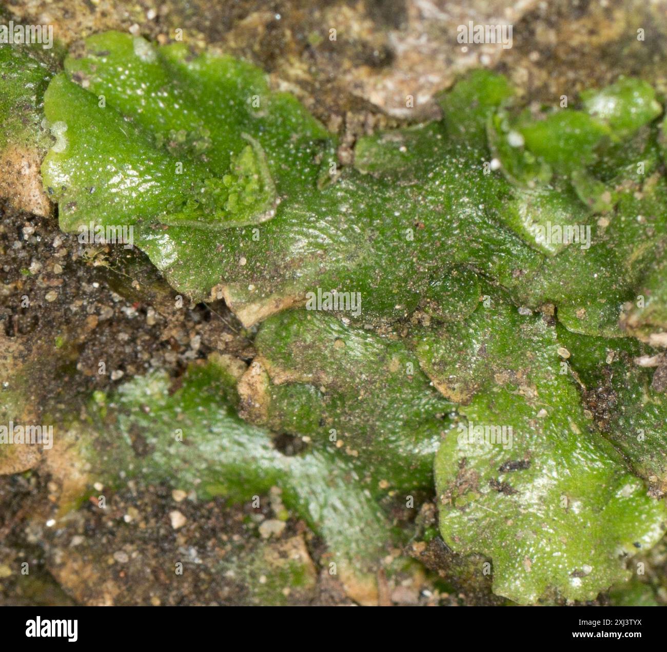 Crescent-cup liverwort (Lunularia cruciata) Plantae Stock Photo - Alamy
