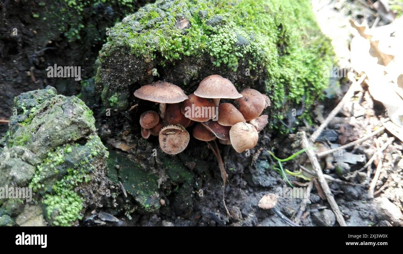 Omphalotaceae hi-res stock photography and images - Alamy