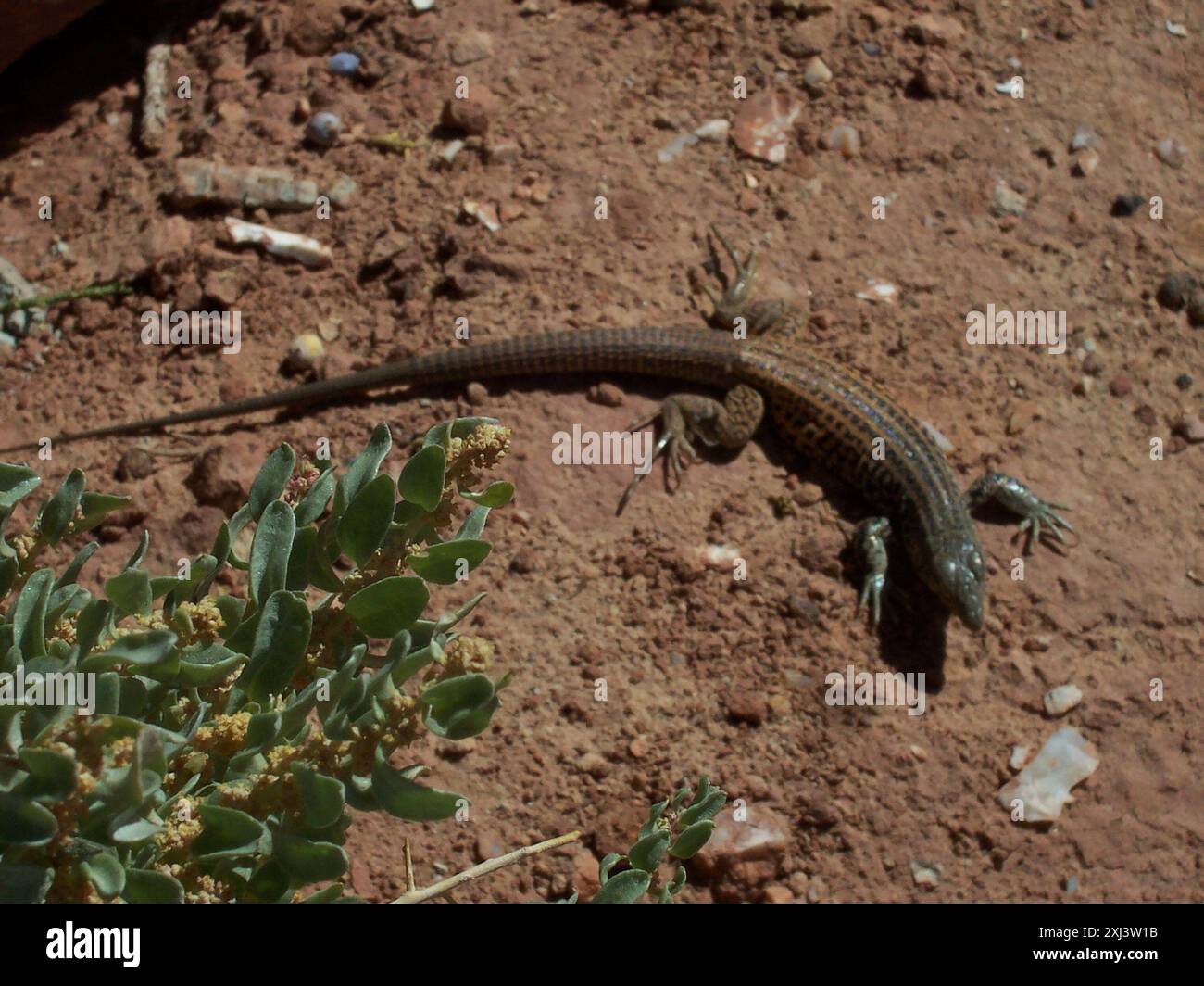 Western Whiptail (Aspidoscelis tigris) Reptilia Stock Photo - Alamy