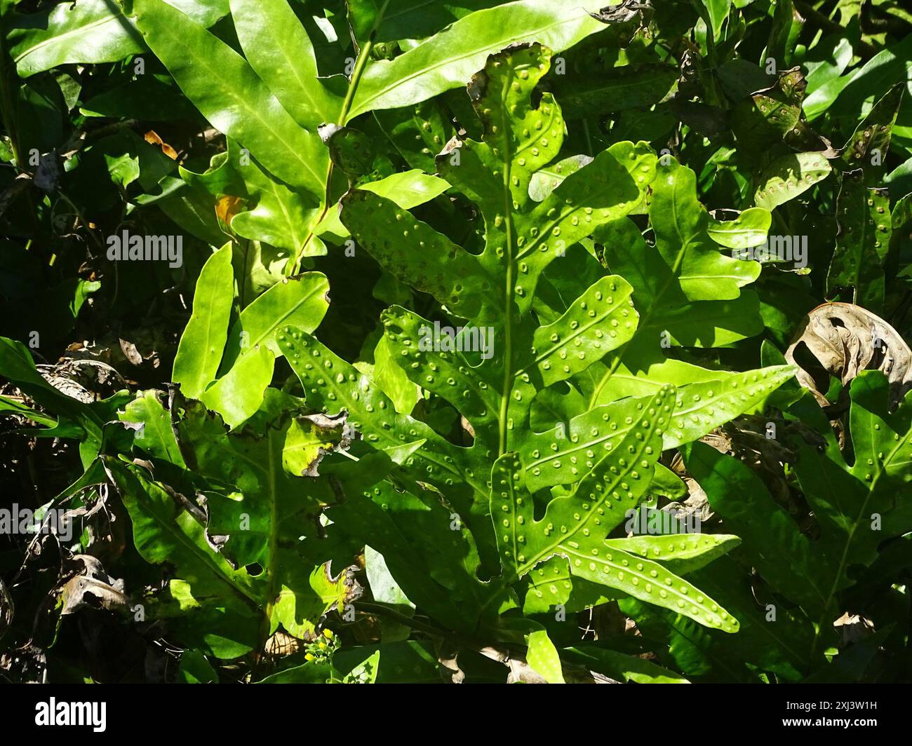 Musk Fern (Microsorum grossum) Plantae Stock Photo - Alamy