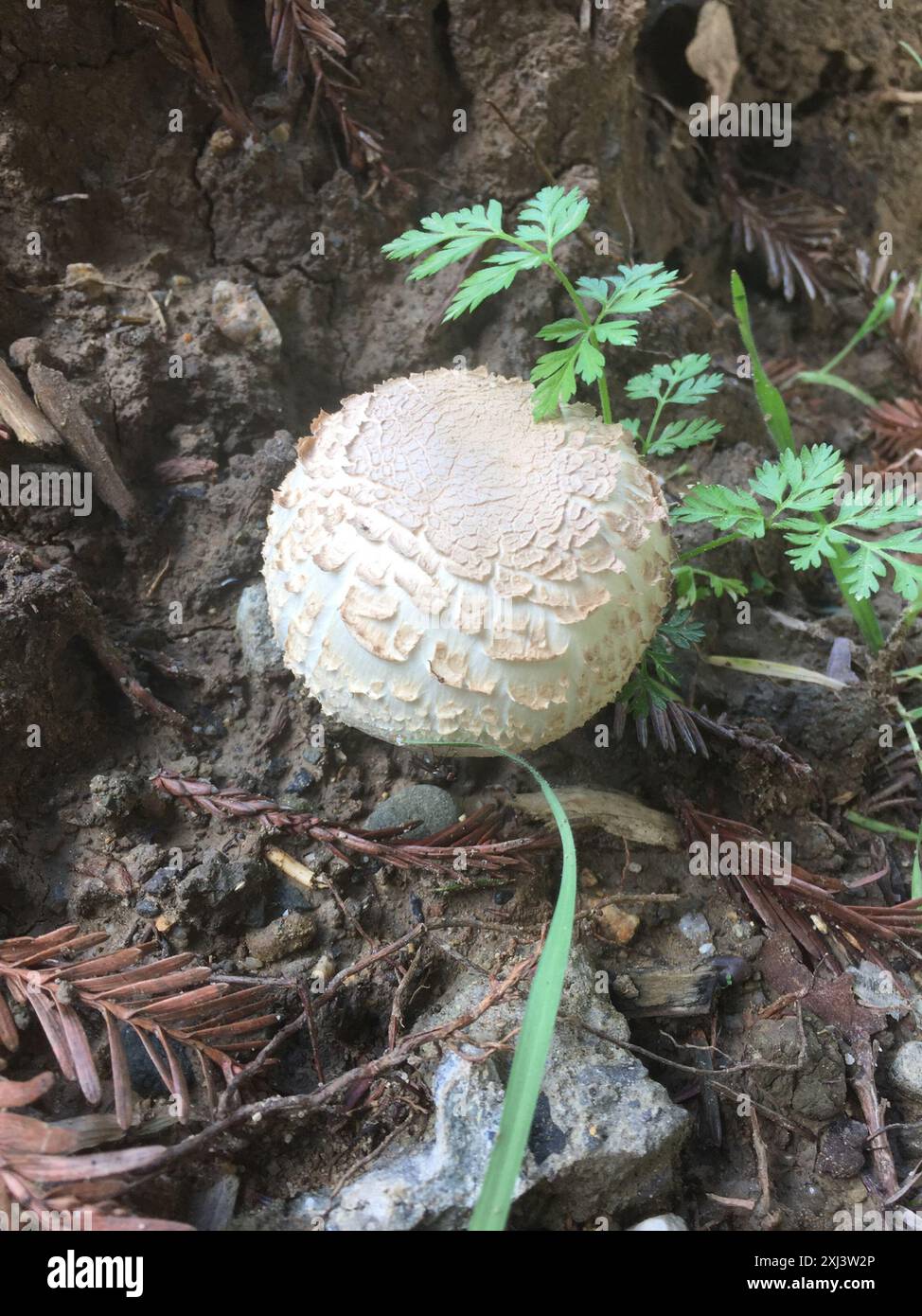 Yellow Stainer (Agaricus xanthodermus) Fungi Stock Photo - Alamy