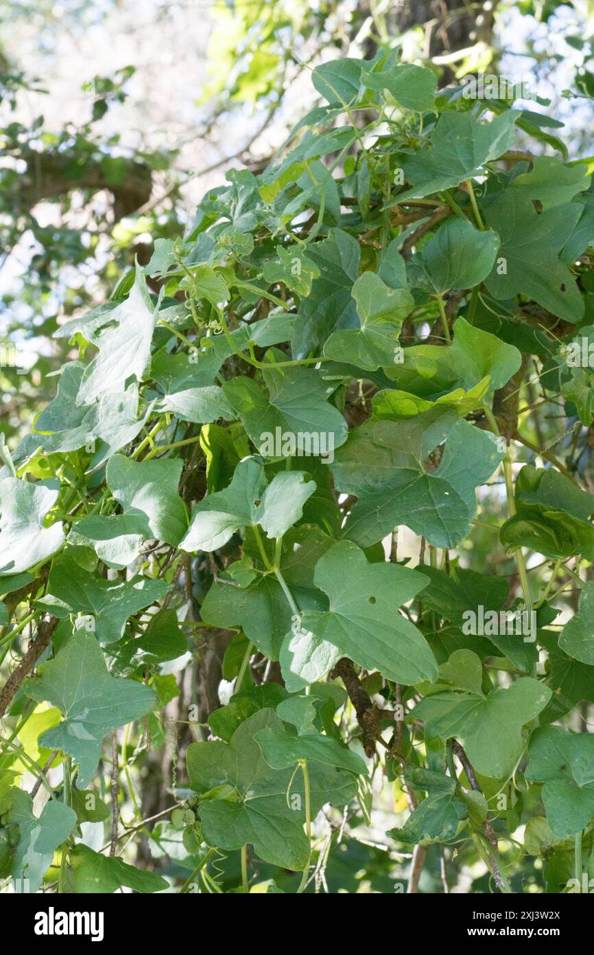 Man-roots (Marah) Plantae Stock Photo - Alamy