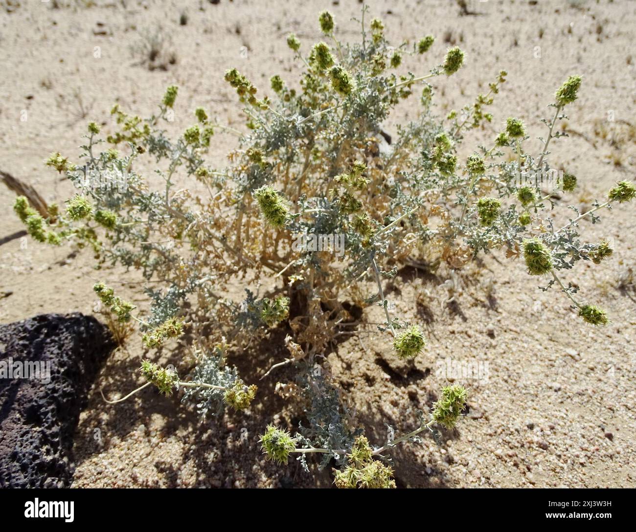 Burrobush (Ambrosia dumosa) Plantae Stock Photo - Alamy