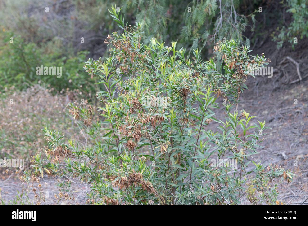 mule fat (Baccharis salicifolia) Plantae Stock Photo - Alamy
