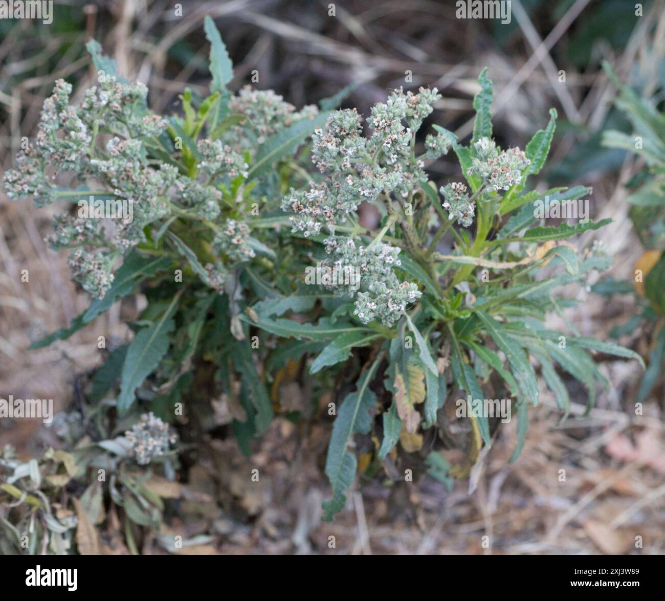 Hairy Yerba Santa (Eriodictyon trichocalyx) Plantae Stock Photo - Alamy