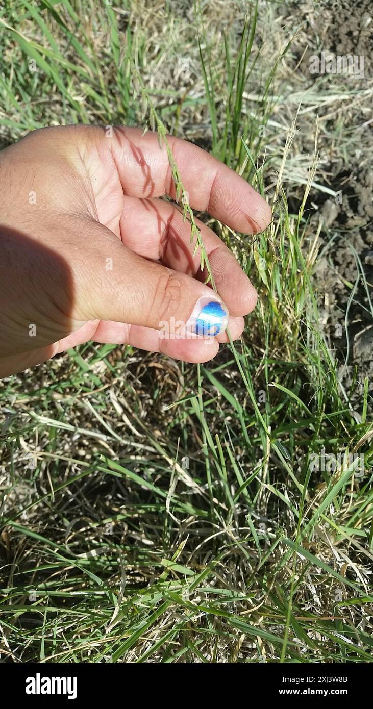 Sideoats Grama (Bouteloua curtipendula) Plantae Stock Photo - Alamy